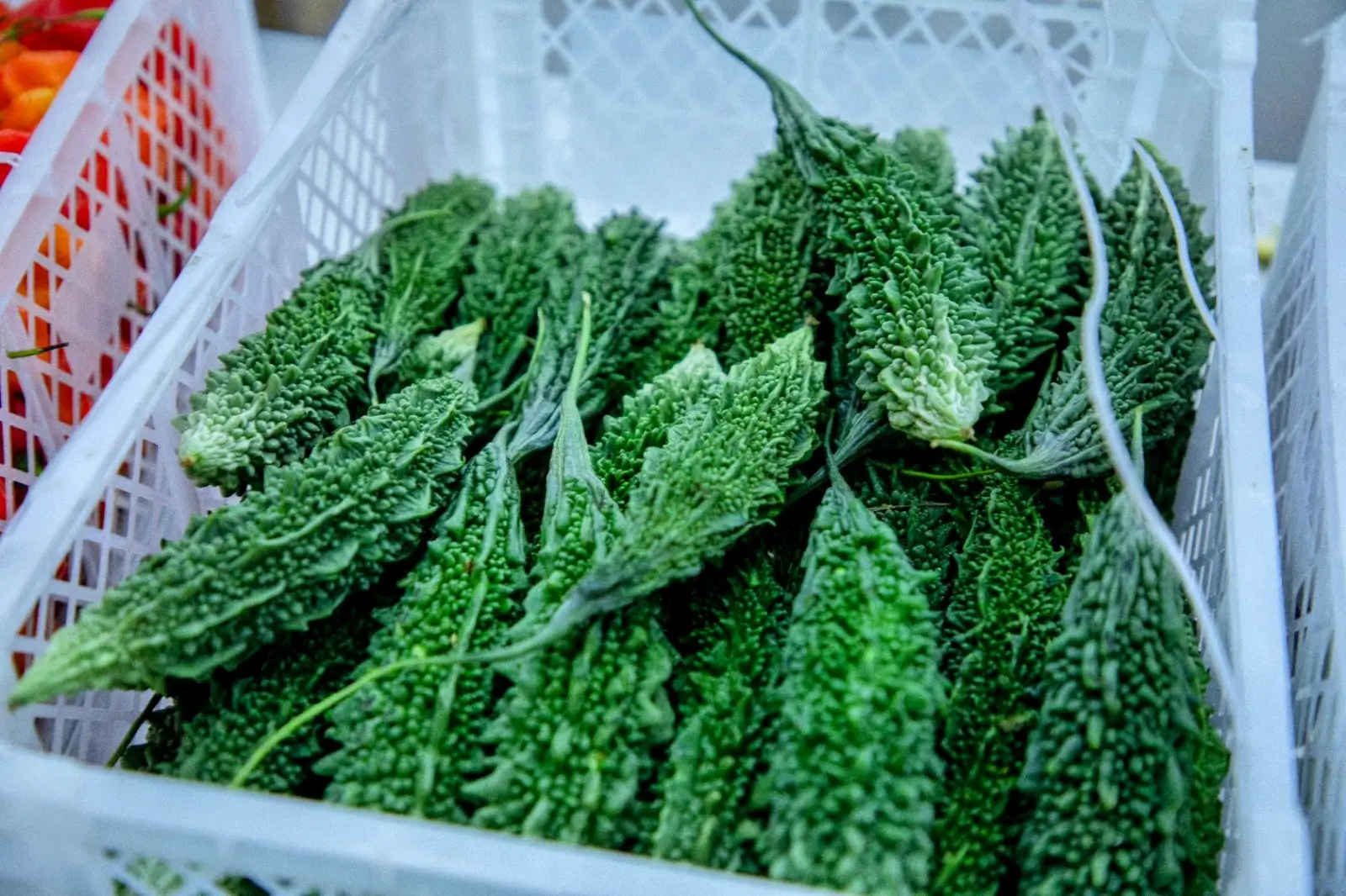 GREW | From Seed to Success: Empowering Women, Nourishing the World