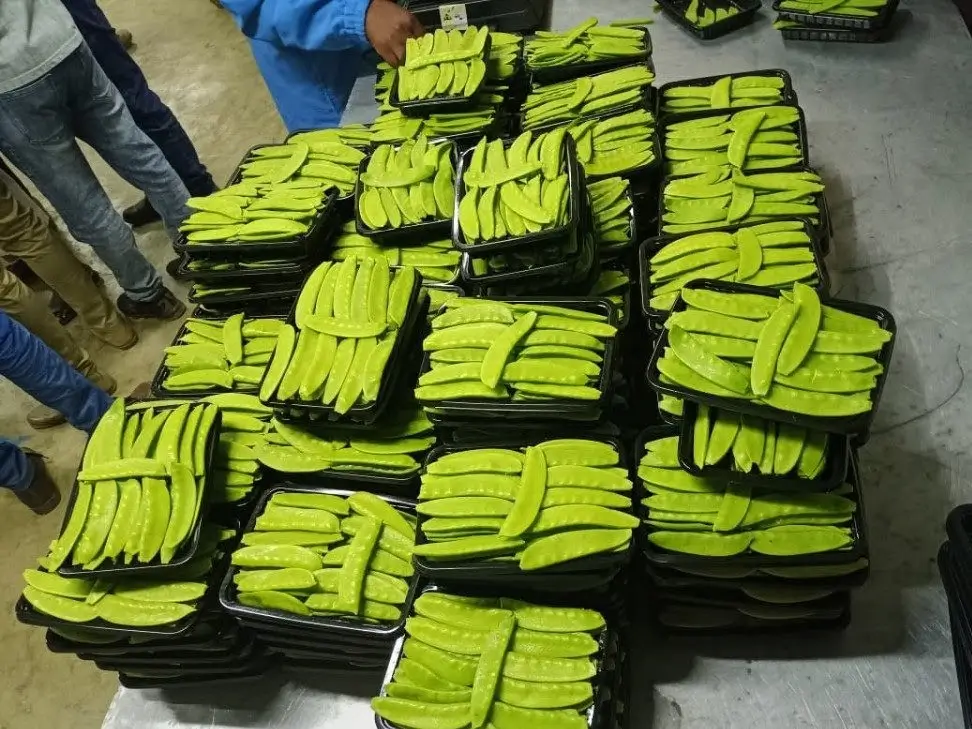 GREW | From Seed to Success: Empowering Women, Nourishing the World